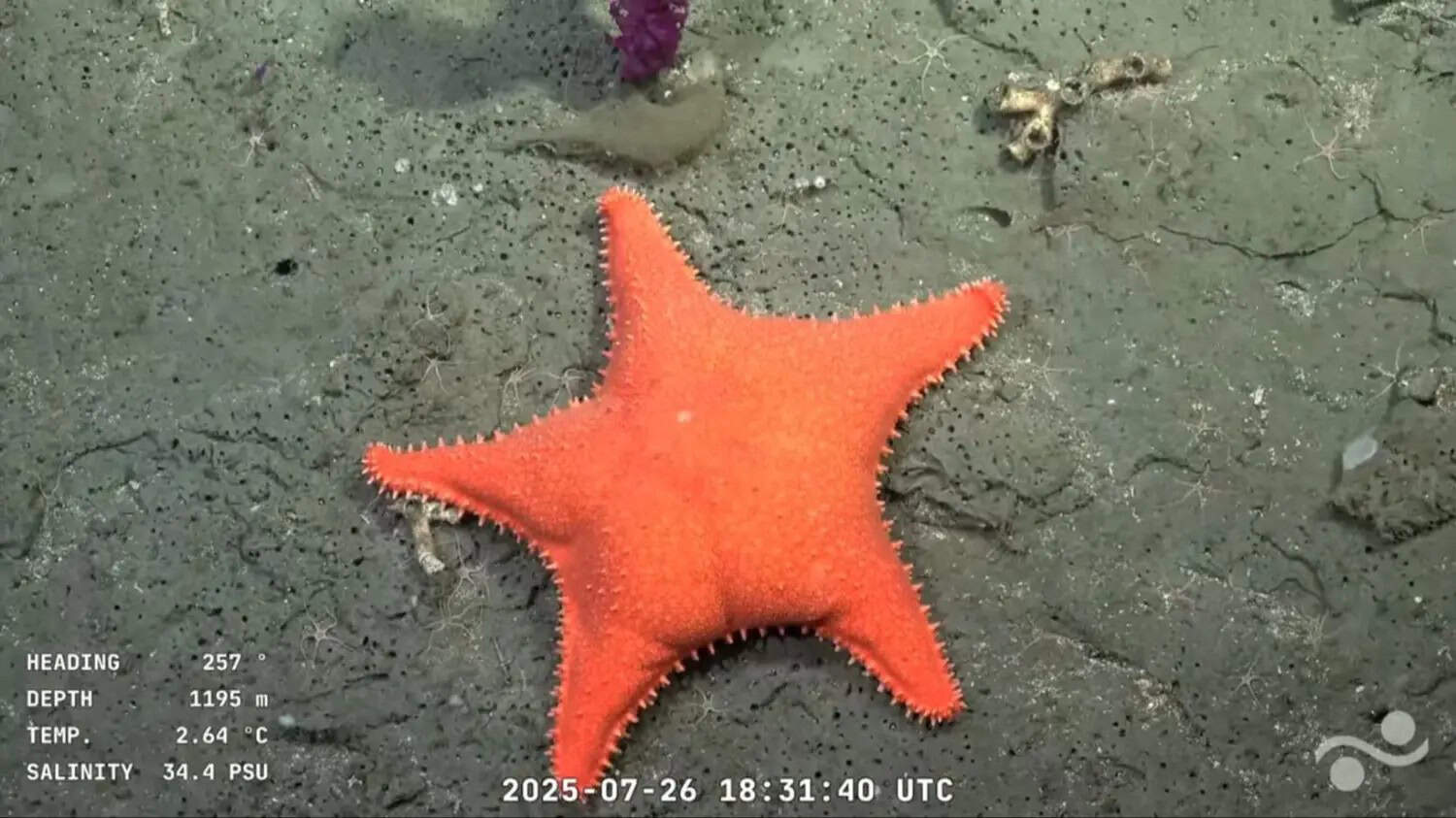 CONICET se quedó con el Martín Fierro de Oro de Streaming por la ...